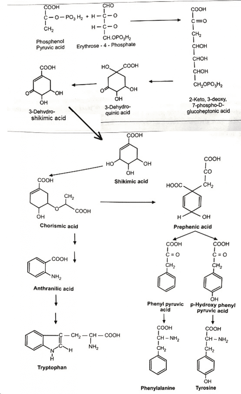 Uncovering The Shikimic Acid Pathway: A 7-Carbon Gateway - Pharmacy ...